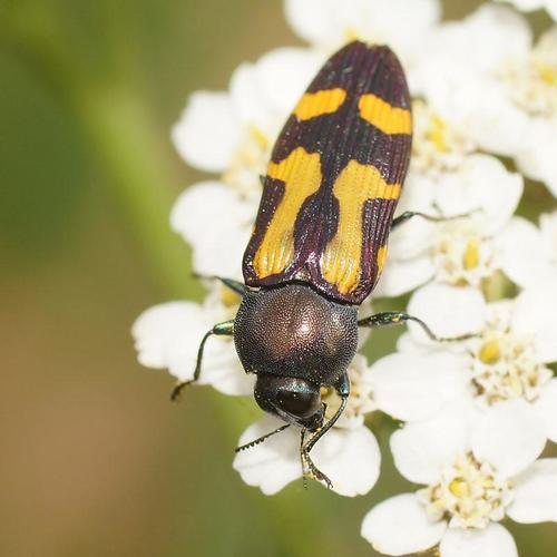 Castiarina wilsoni · iNaturalist