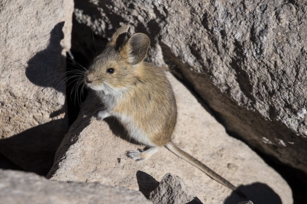 Bolivian Big-eared Mouse from Ruta 11 CH, Putre, Arica y Parinacota, CL ...