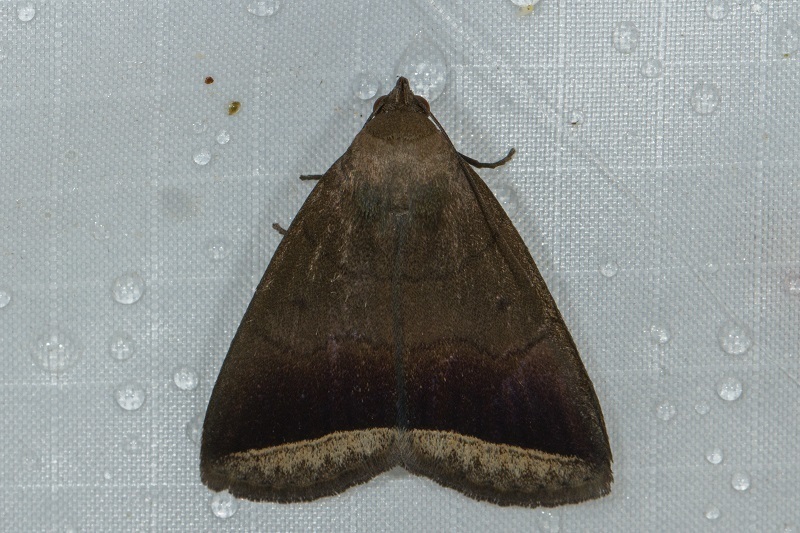 Simplicia from Stephens Place, Frasers Hill (2) on February 26, 2017 at ...