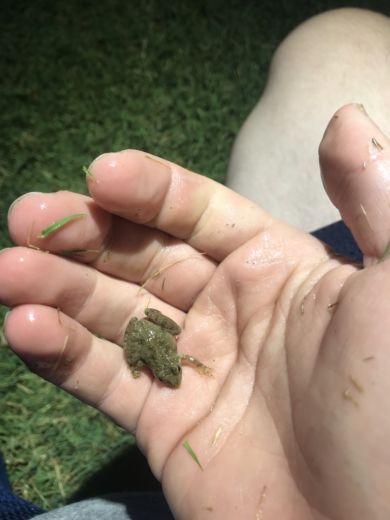 Northern Cricket Frog from Lochmere Golf Club, Cary, NC, US on June 26 ...