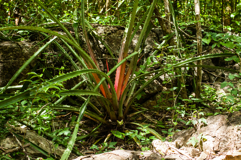 piñuela from Chocholá, Yuc., México on June 24, 2021 at 07:02 AM by ...