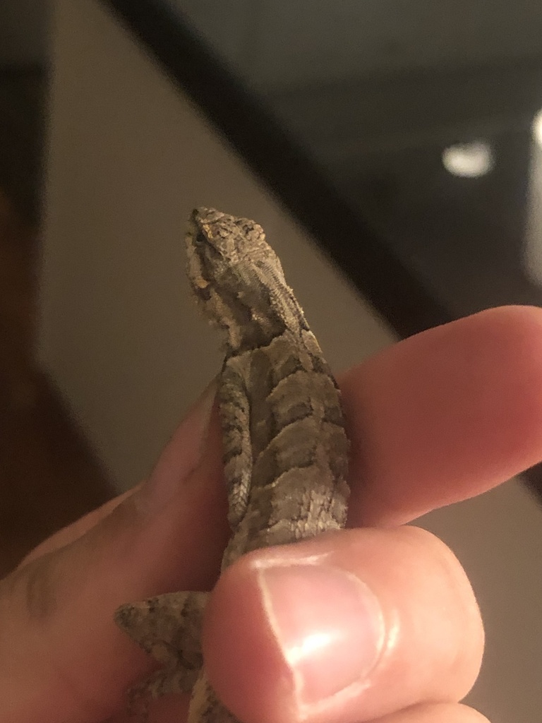 Ornate Tree Lizard in June 2021 by oceanicadventures · iNaturalist