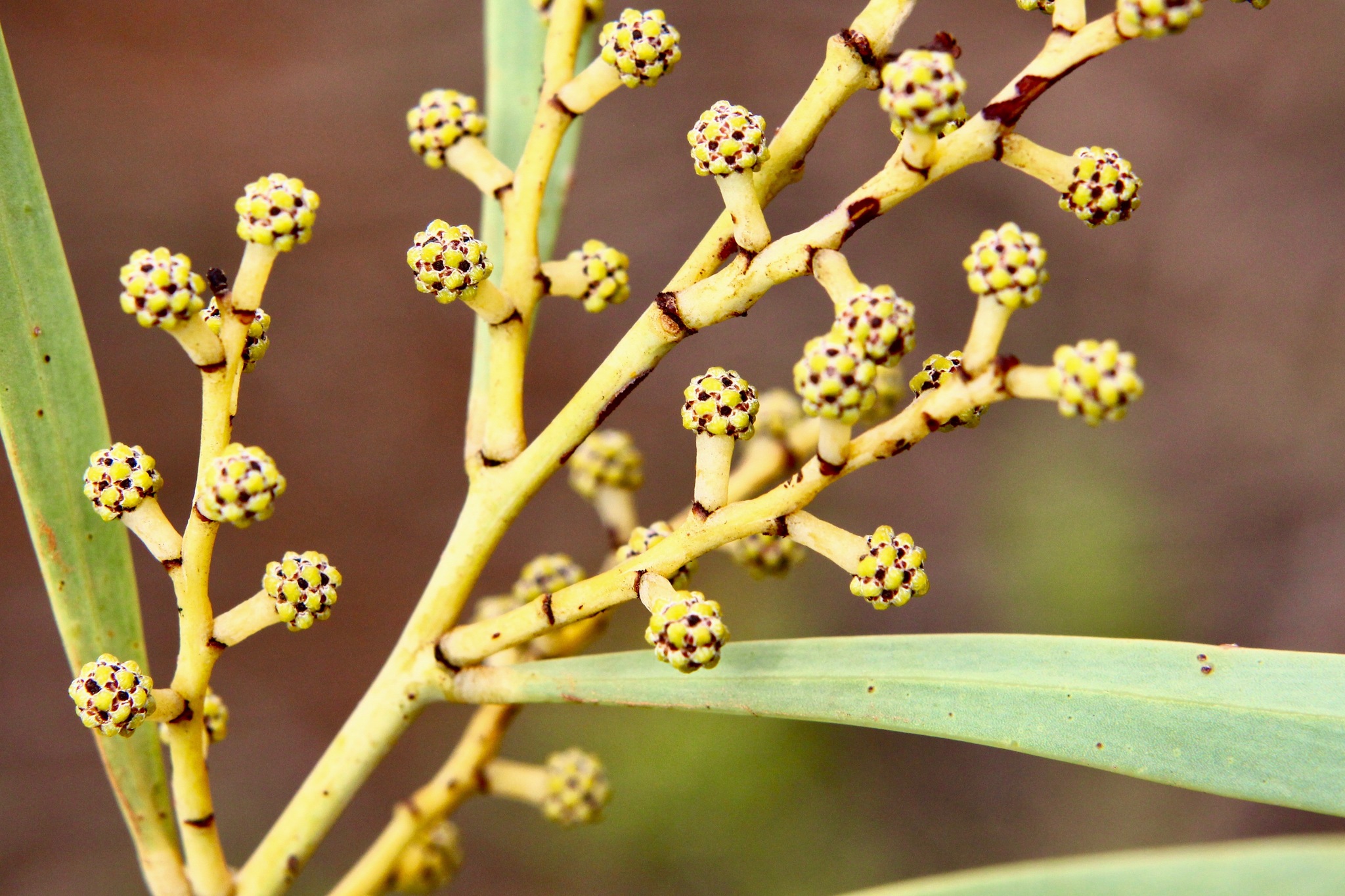 Acacia hakeoides A.Cunn. ex Benth.