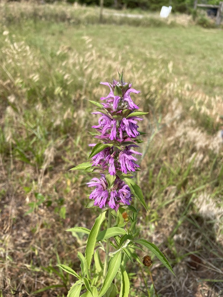 lemon beebalm in June 2021 by jbtibbits · iNaturalist