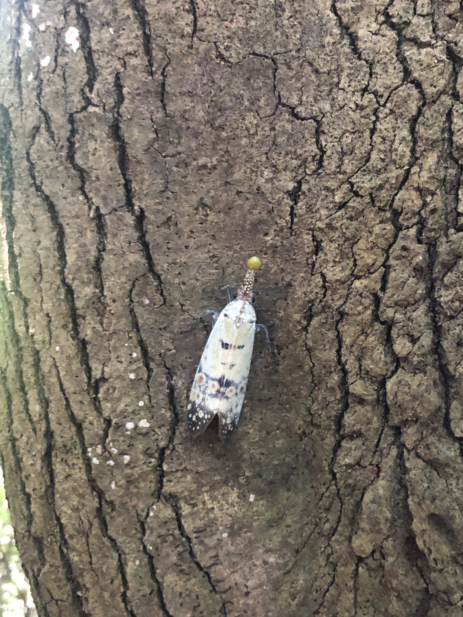 Pyrops watanabei (Matsumura, 1913)