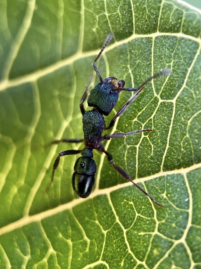 Green-head Ant from Churnwood Drive, Fletcher, NSW, AU on June 27, 2021 ...