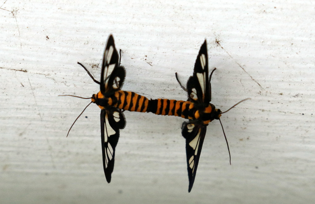 Ceryx sphenodes from Cairns QLD, Australia on February 06, 2021 at 08: ...