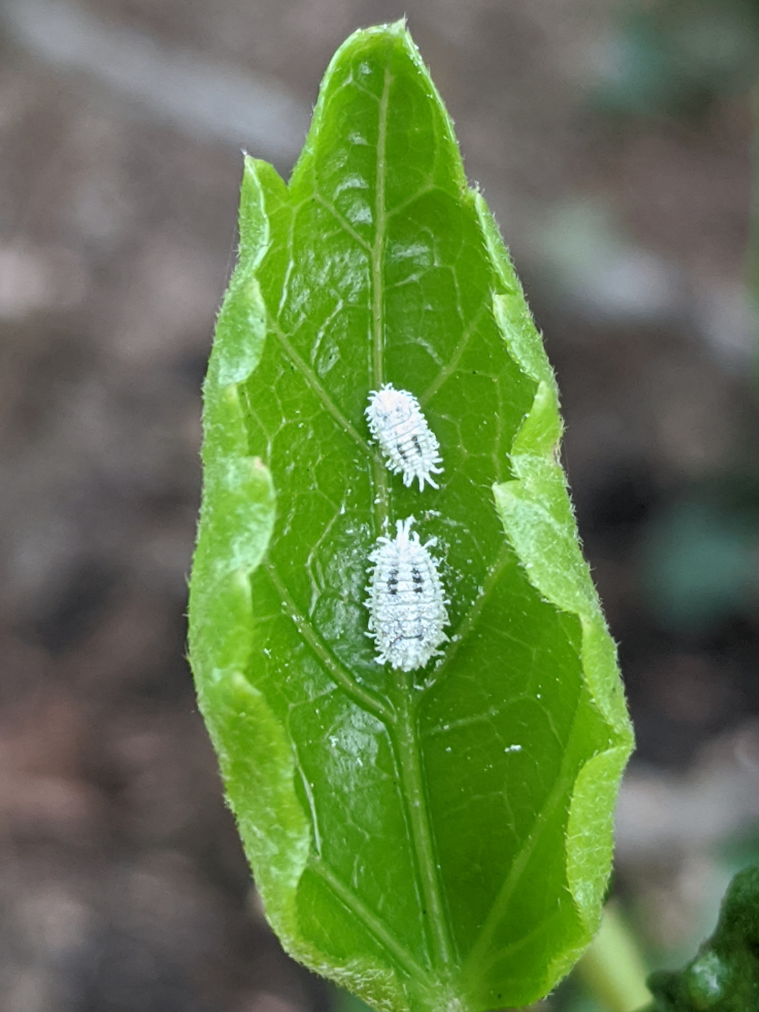 Phenacoccus solenopsis Tinsley, 1898