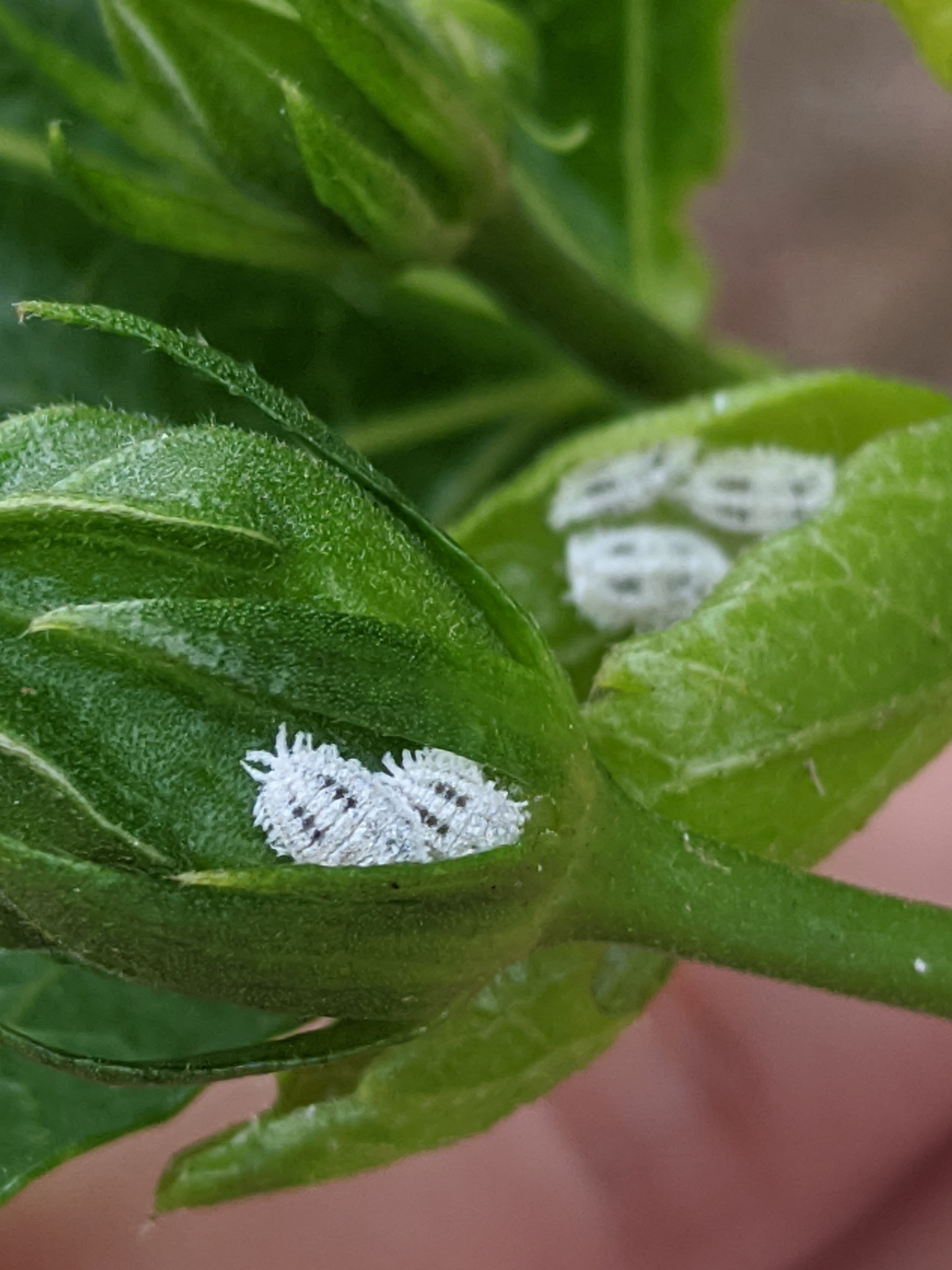 Phenacoccus solenopsis Tinsley, 1898