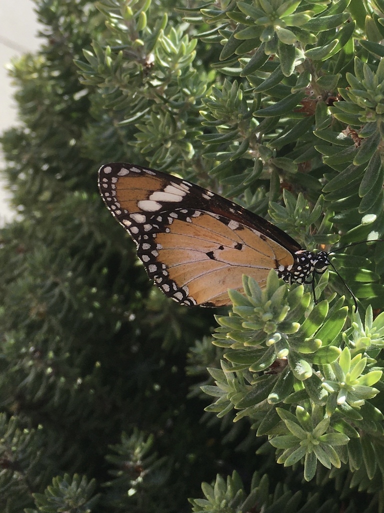 Lesser Wanderer from Owen Anchorage, WA, AU on March 10, 2021 at 09:08 ...