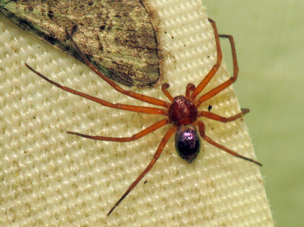 Metallic Crab Spider from Framingham, MA, USA on June 27, 2021 at 01:14 ...