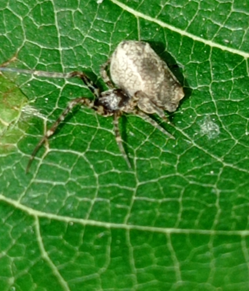 Hackled Orbweavers from Hyderpora, Srinagar on June 27, 2021 at 12:25 ...