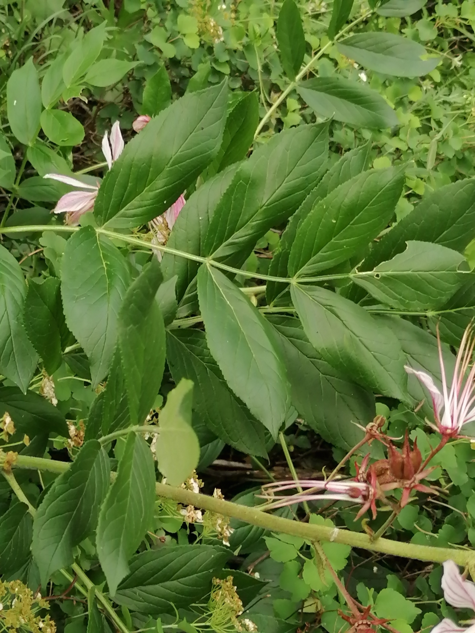 Dictamnus angustifolius G.Don ex Sweet