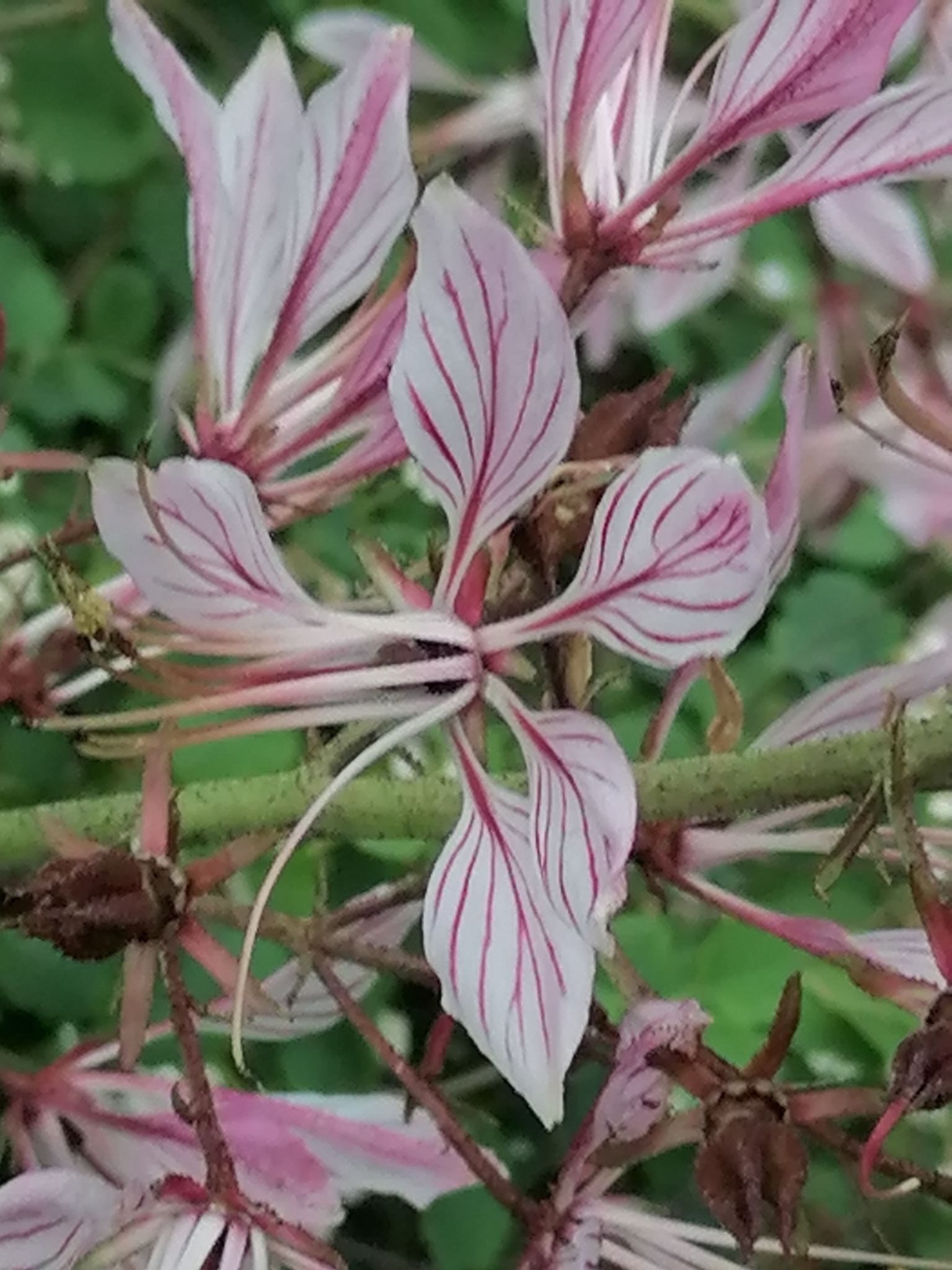 Dictamnus angustifolius G.Don ex Sweet