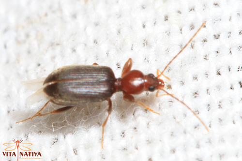 Apotomus rufithorax · iNaturalist