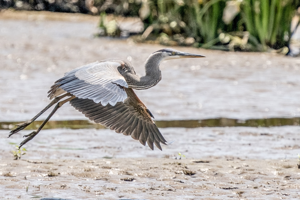 Great Blue Heron from Chesterfield, Virginia, United States on June 25 ...