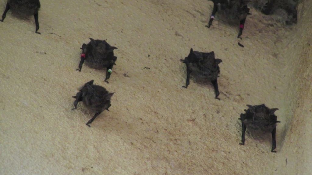 Greater Sac-winged Bat from Colón, Panama on January 20, 2012 by Katja ...