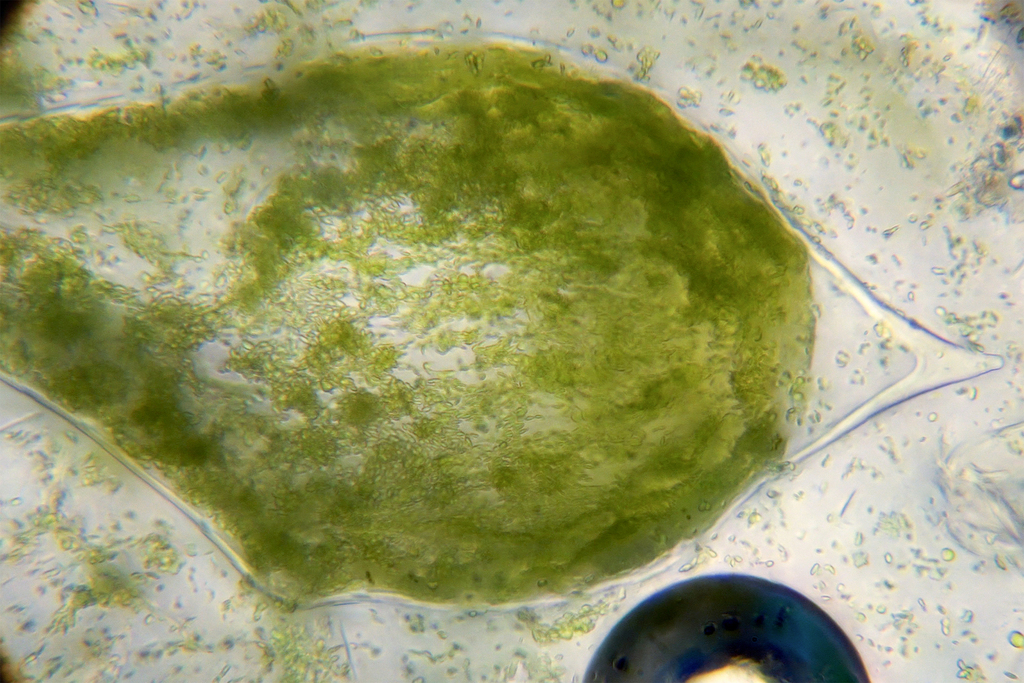 (Codium fragile tasmanicum) - Botanical Realm