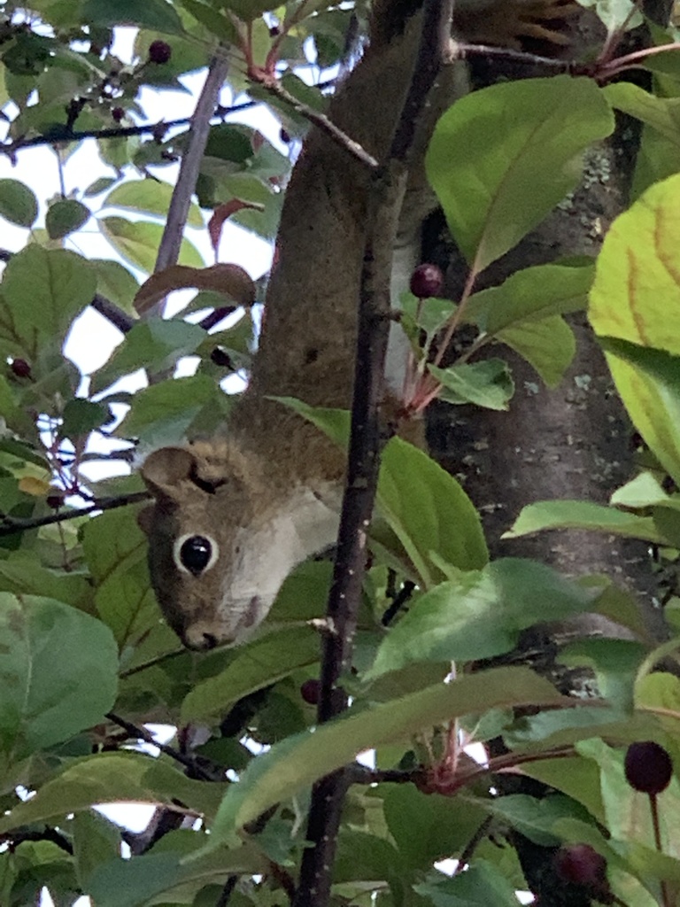 American Red Squirrel from Jay Peak, Jay Peak, VT, US on June 27, 2021 ...