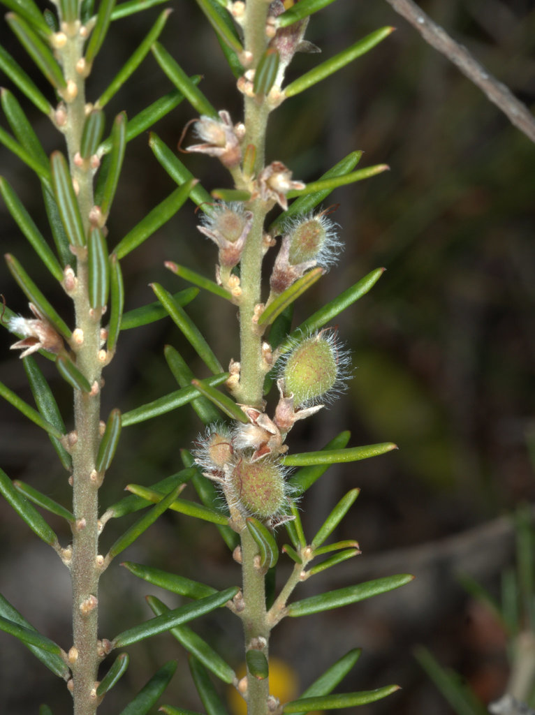 Common Aotus (Aotus ericoides) - Botanical Realm