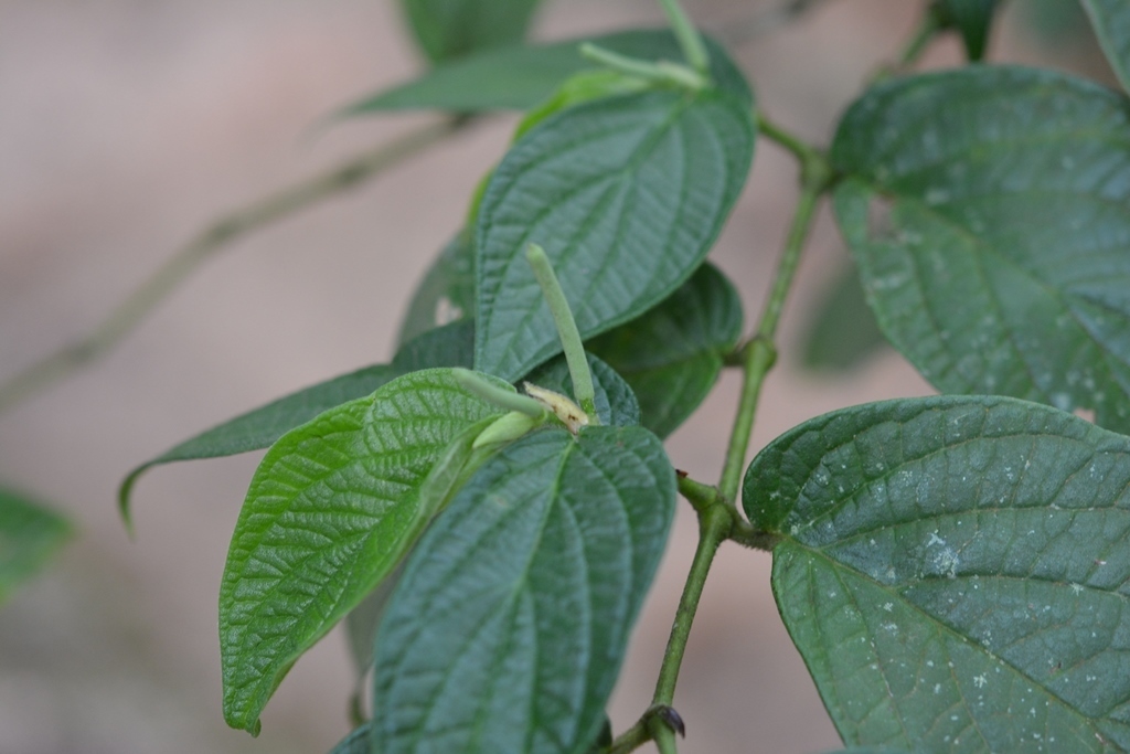 (Piper pseudoasperifolium) - Botanical Realm