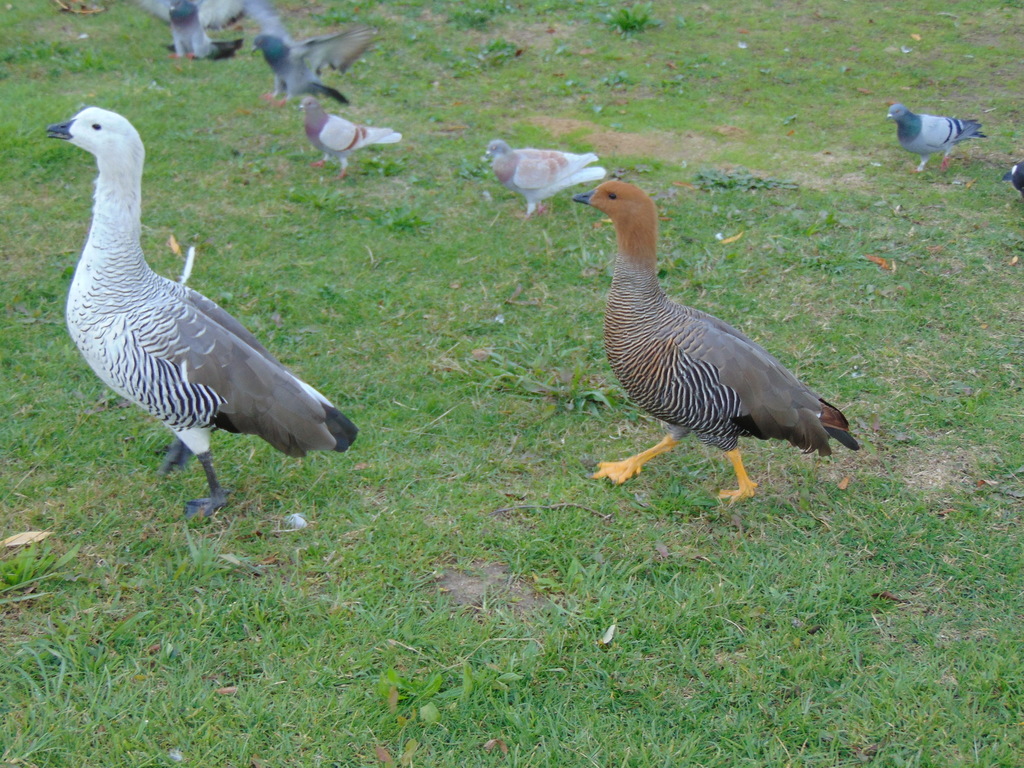 Upland Goose from Almada, Portugal on November 20, 2018 at 01:45 PM by ...