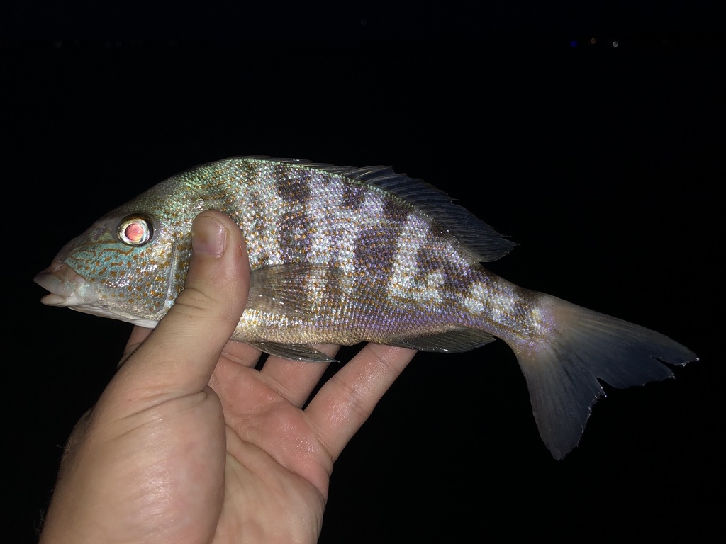 Pigfish from Matanzas River, St. Augustine, FL, US on June 26, 2021 at ...