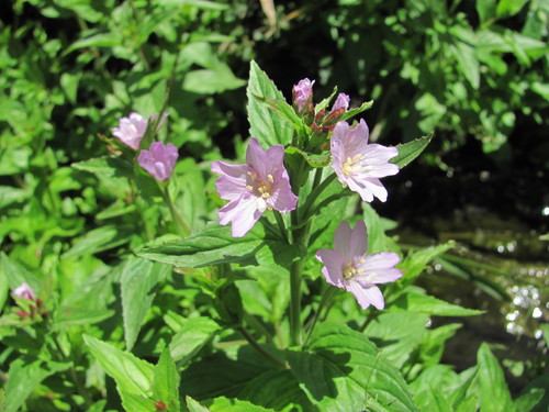 Subspecies Epilobium roseum subsessile · iNaturalist