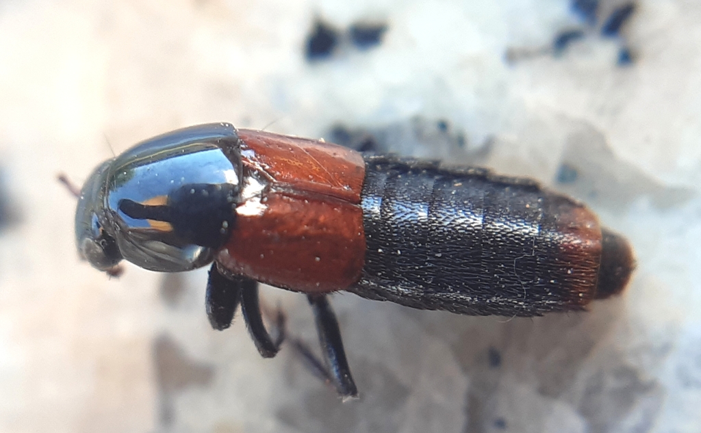 Astrapaeus ulmi from Schwertberg, Österreich on June 27, 2021 at 03:02 ...