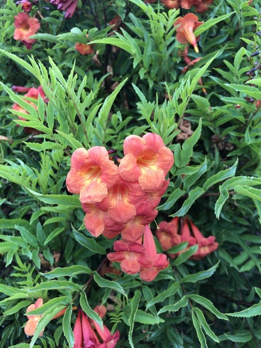 Observations by tumblewind · iNaturalist