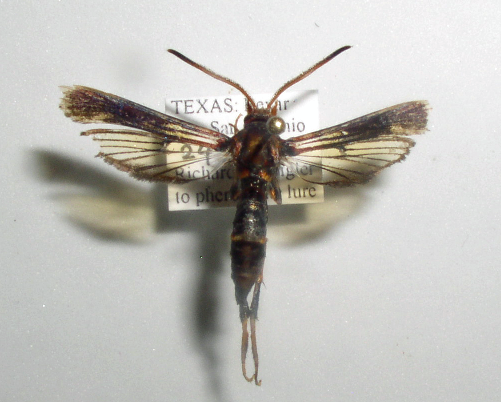 Banded Ash Borer Moth (Misc. Moths of the United States Pt.1) · iNaturalist