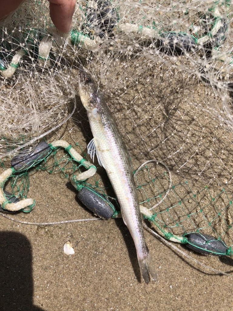 Inshore Lizardfish from Isla Blanca Park, South Padre Island, TX, US on ...