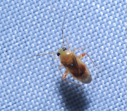 Prolygus disciger · iNaturalist