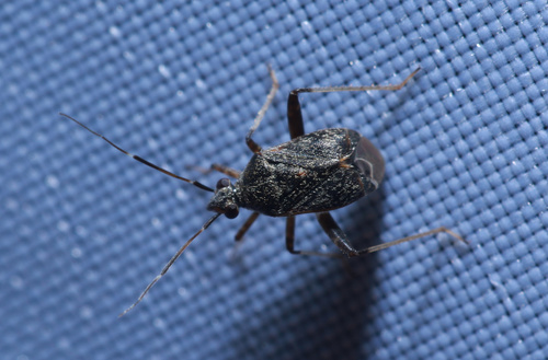 Charagochilus pallidicollis · iNaturalist