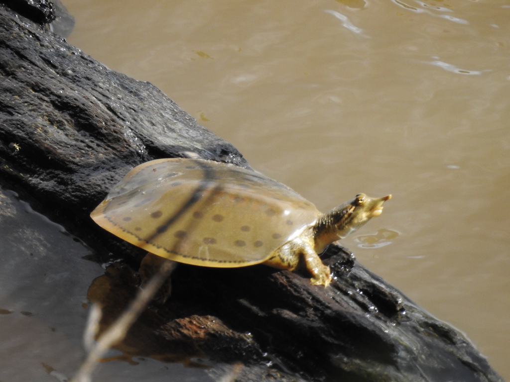 Gulf Coast Smooth Softshell Turtle in June 2021 by Grover J. Brown ...