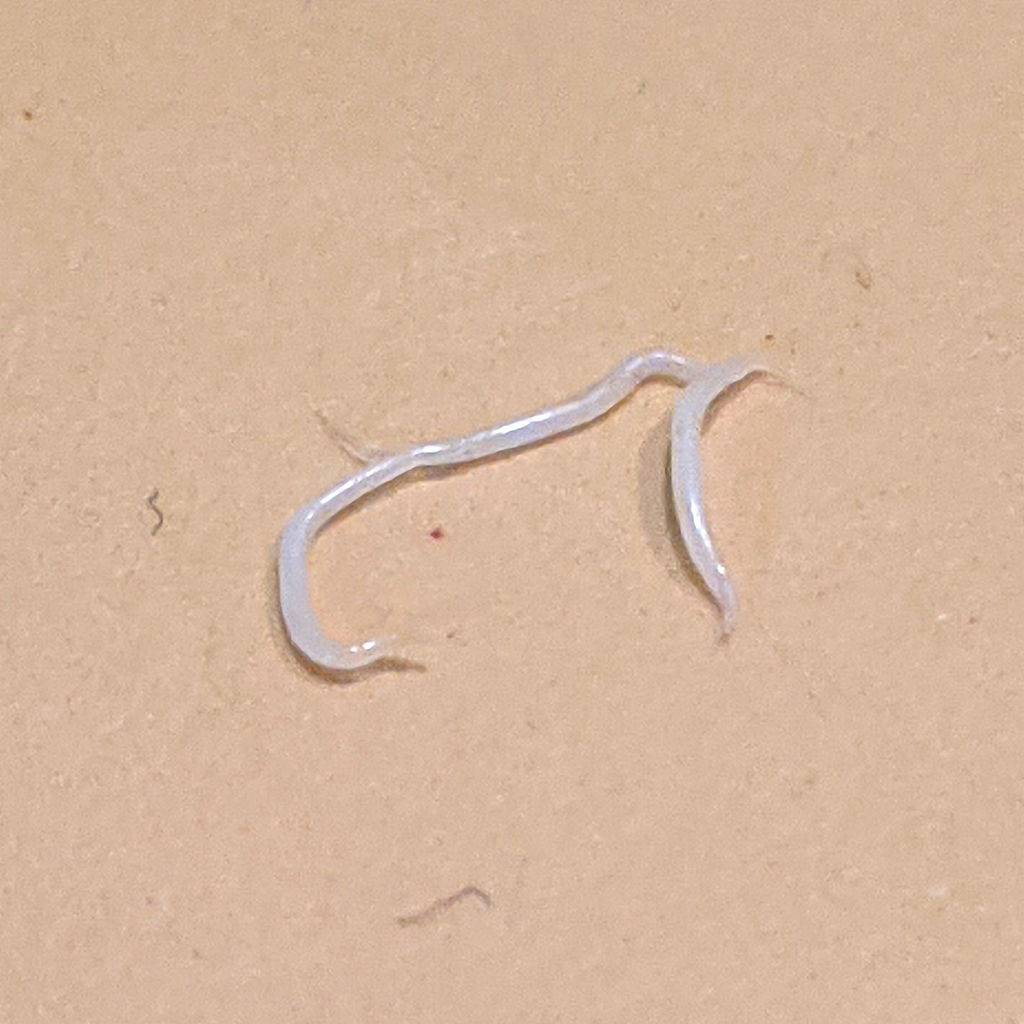 Human pinworm from Junction, TX 76849, USA on June 21, 2021 at 12:33 AM ...