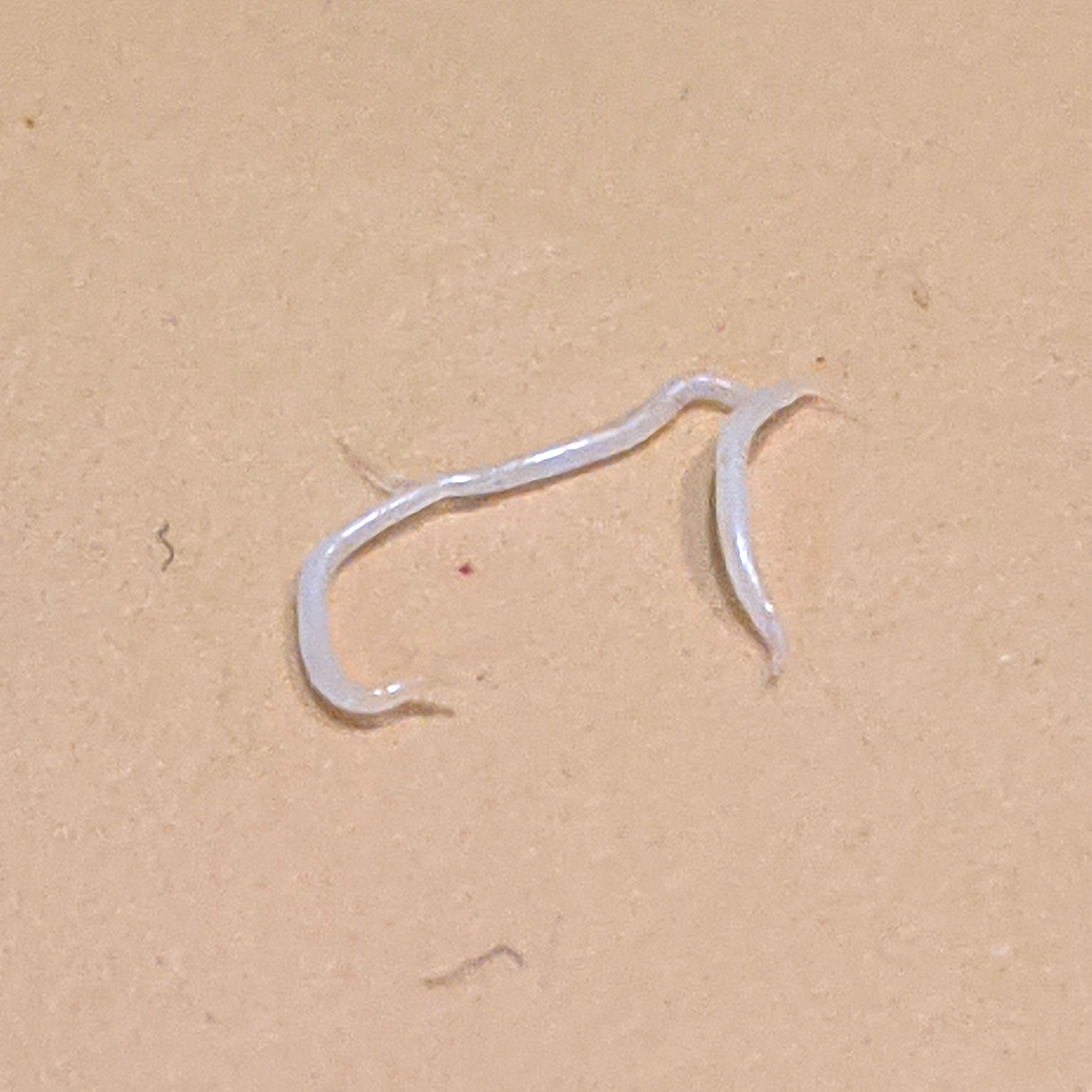 Enterobius vermicularis (Linnaeus, 1758)