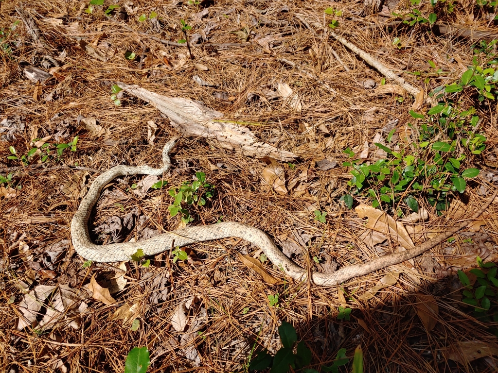 Buttermilk Racer from Lake Houston, Houston, TX, USA on April 28, 2021 ...