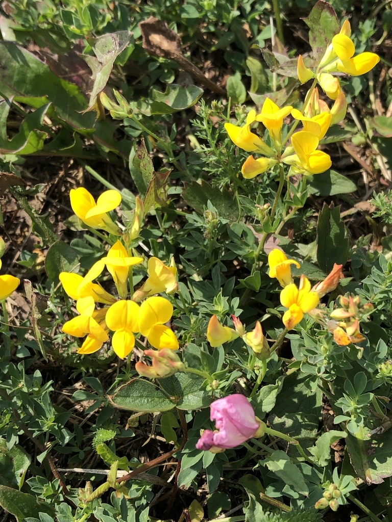 bird's-foot trefoil from Lambert Willson Park, Aurora, ON, CA on June ...