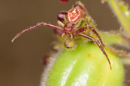 Misumenops asperatus · iNaturalist Mexico