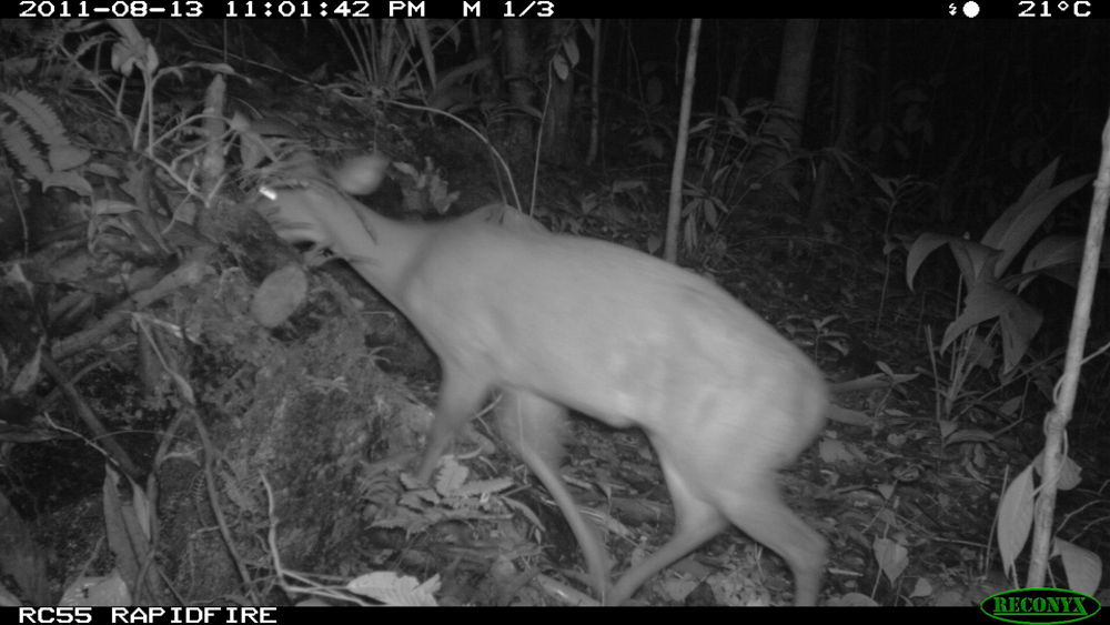 Central American Red Brocket from Cocobolo Nature Reserve, Panama on ...