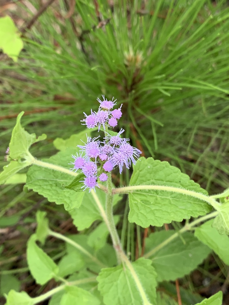 blue mistflower from S SR-415, New Smyrna Beach, FL, US on June 24 ...