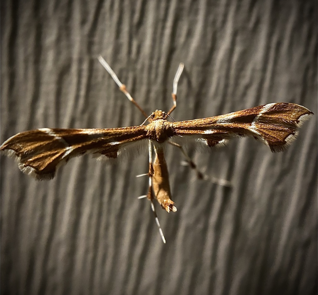 Rose Plume Moth from St David St N, Fergus, ON, CA on June 24, 2021 at ...
