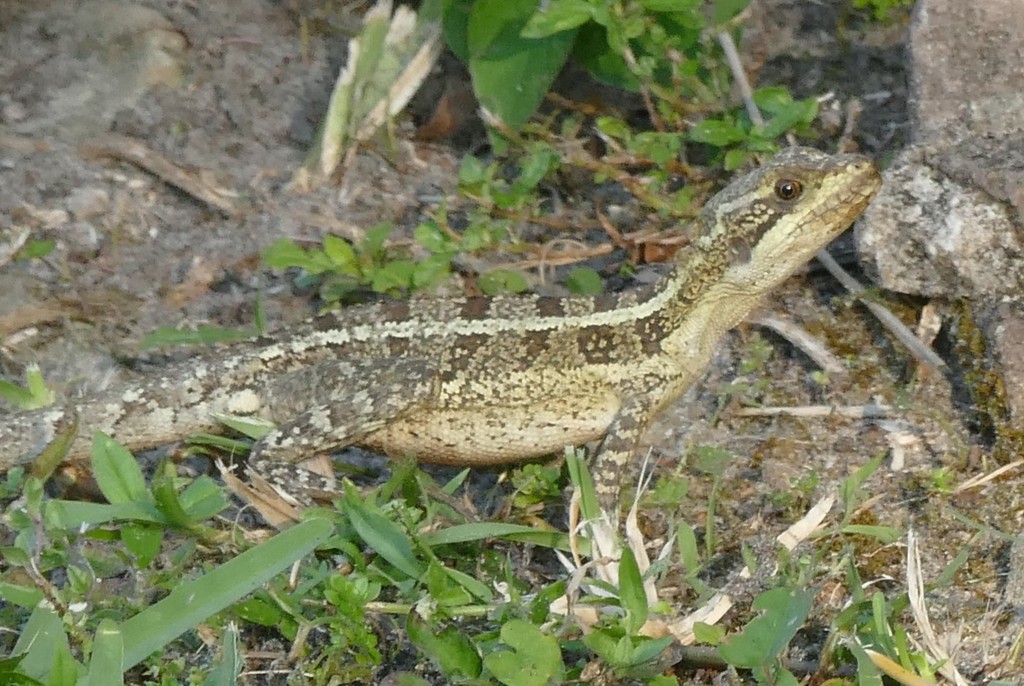 Brown Basilisk from Ojus, Florida, EE. UU. on May 27, 2021 at 07:04 PM ...
