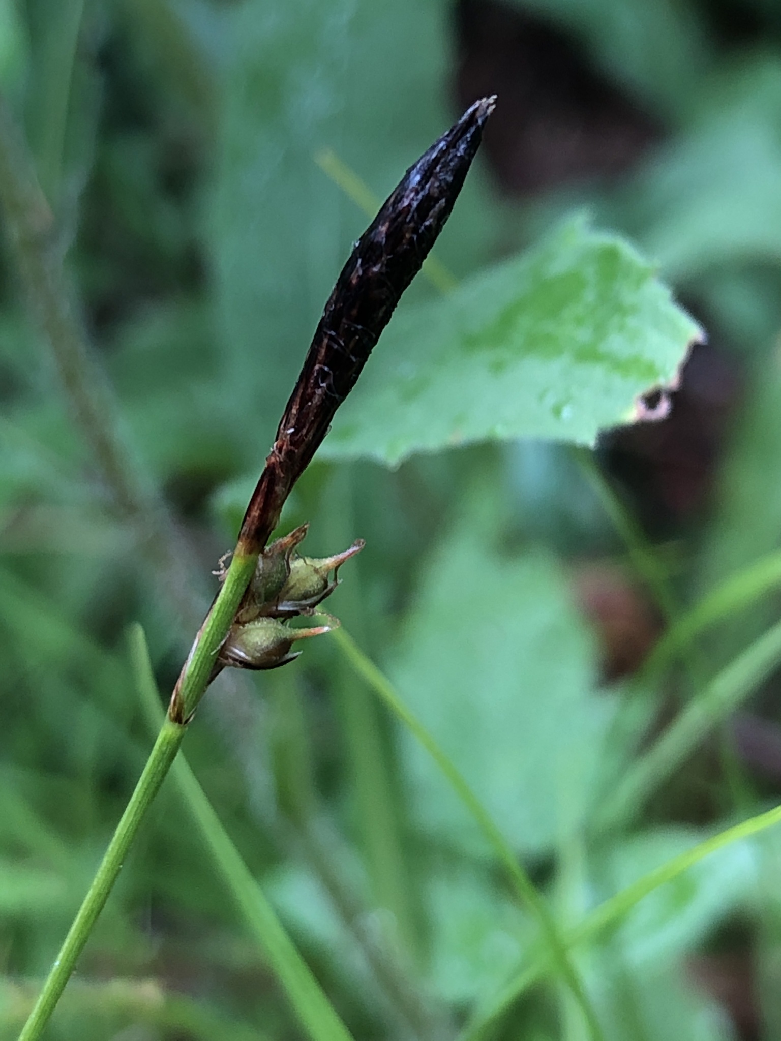 Carex lucorum Willd.