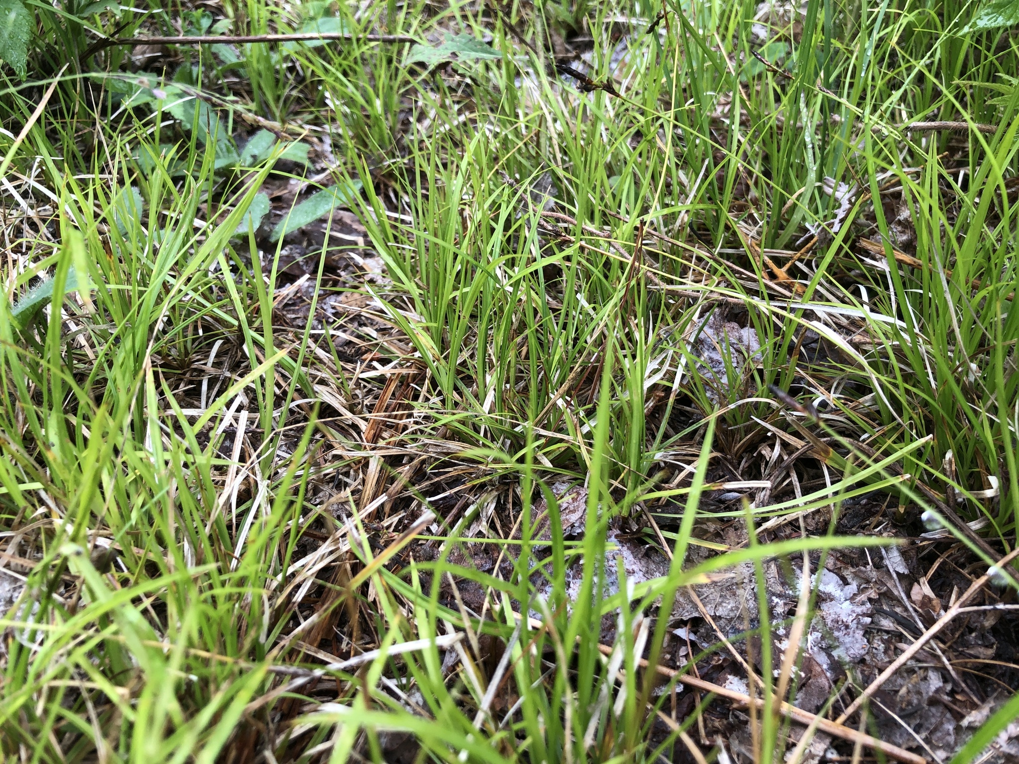 Carex lucorum Willd.