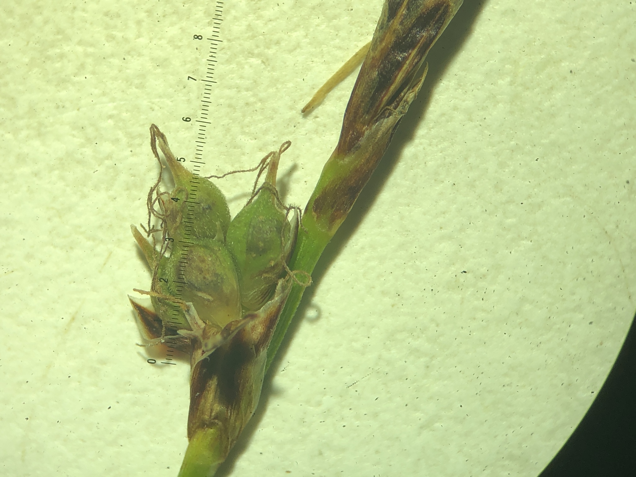 Carex lucorum Willd.