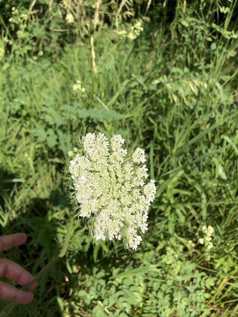 wild carrot from Lambert Willson Park, Aurora, ON, CA on June 27, 2021 ...