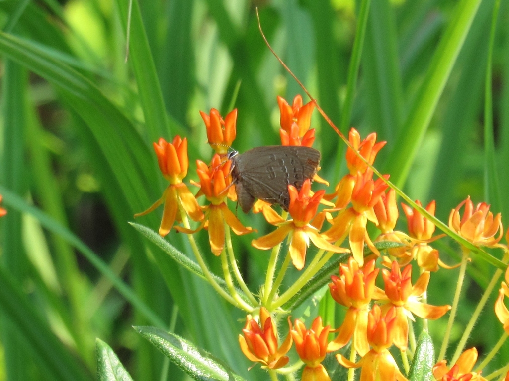 Banded Hairstreak from Bowring, OK 74056, USA on June 23, 2021 at 07:14 ...