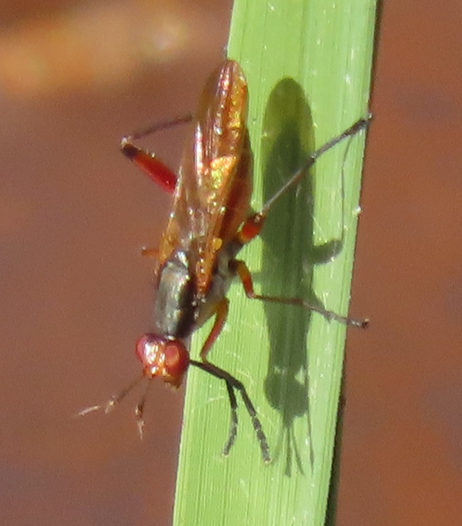 Snail-killing Flies from iSimangaliso, South Africa on June 27, 2021 at ...